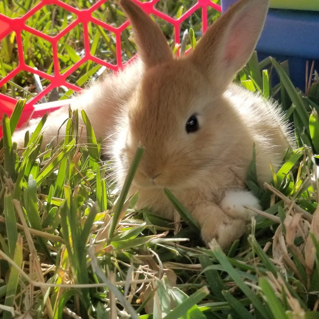Bunny Adoption | Bella's Little Farm