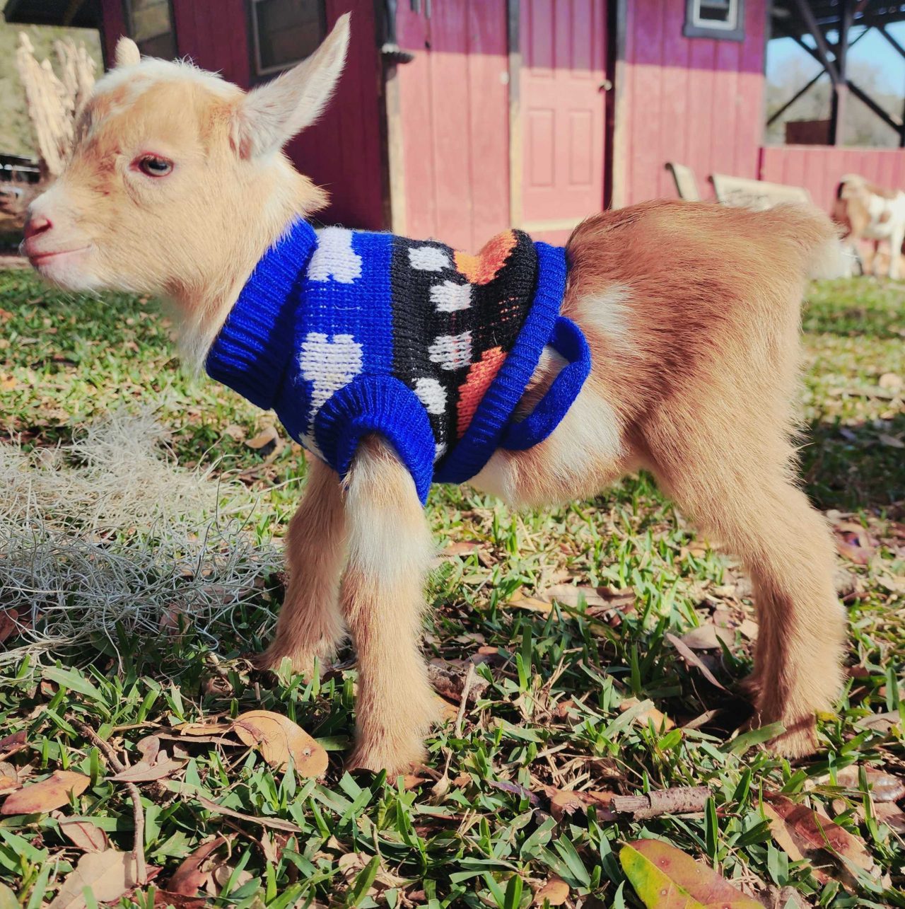 Yoat Goga | Bella's Little Farm
