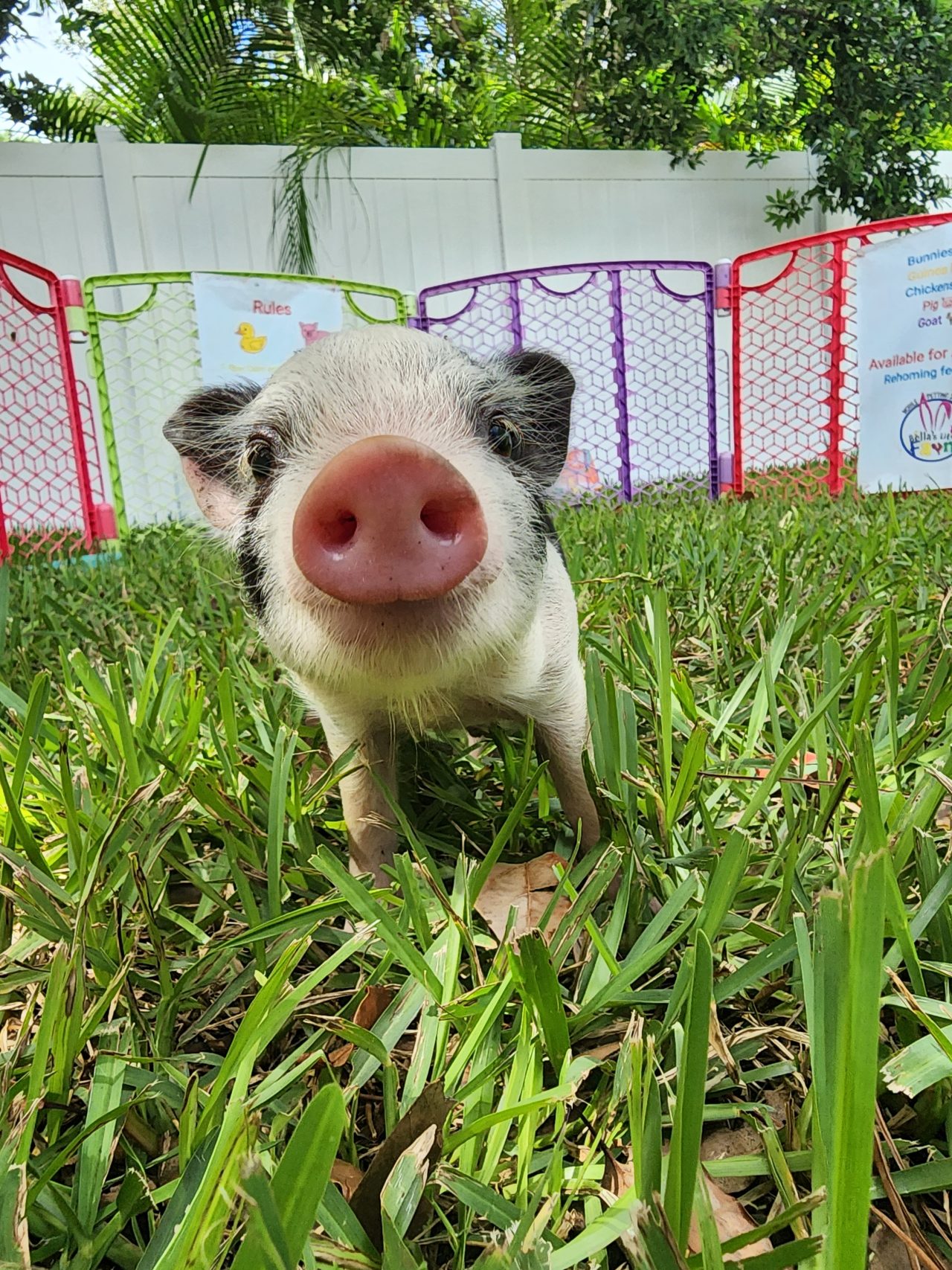 Little Farm Party | Bella's Little Farm