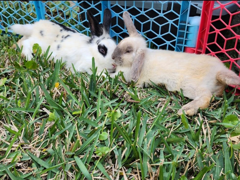 Live Bunny, Surprise Easter Bunny Visit with Eggs